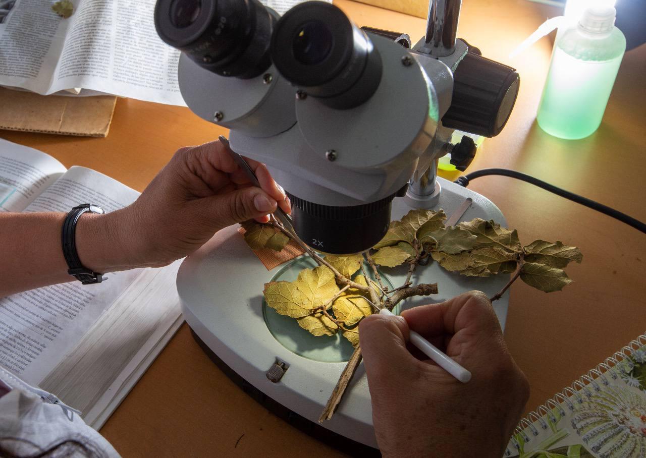 Maestría en Ciencias Biológicas de la UMSNH, una opción para tu ...